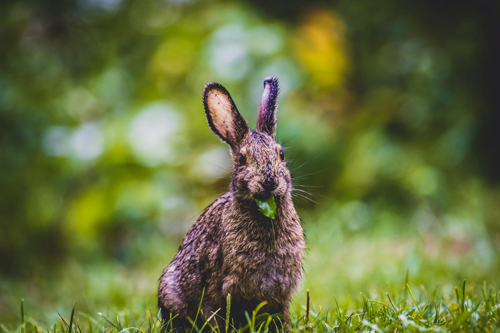 Foin, légumes, granulés: comment équilibrer l'alimentation de votre lapin